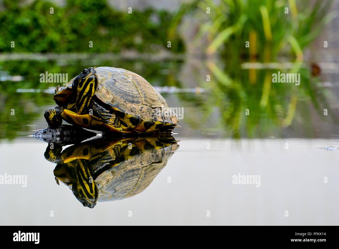 Wild slider turtle basking in sun on rock in ornamental pond with ...
