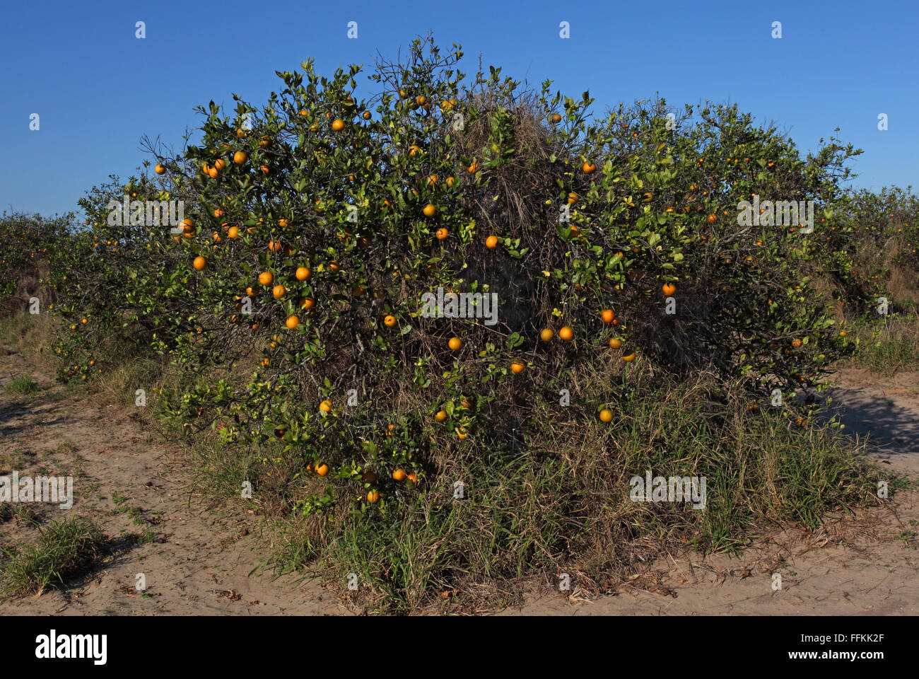 Citrus grove hi-res stock photography and images - Alamy