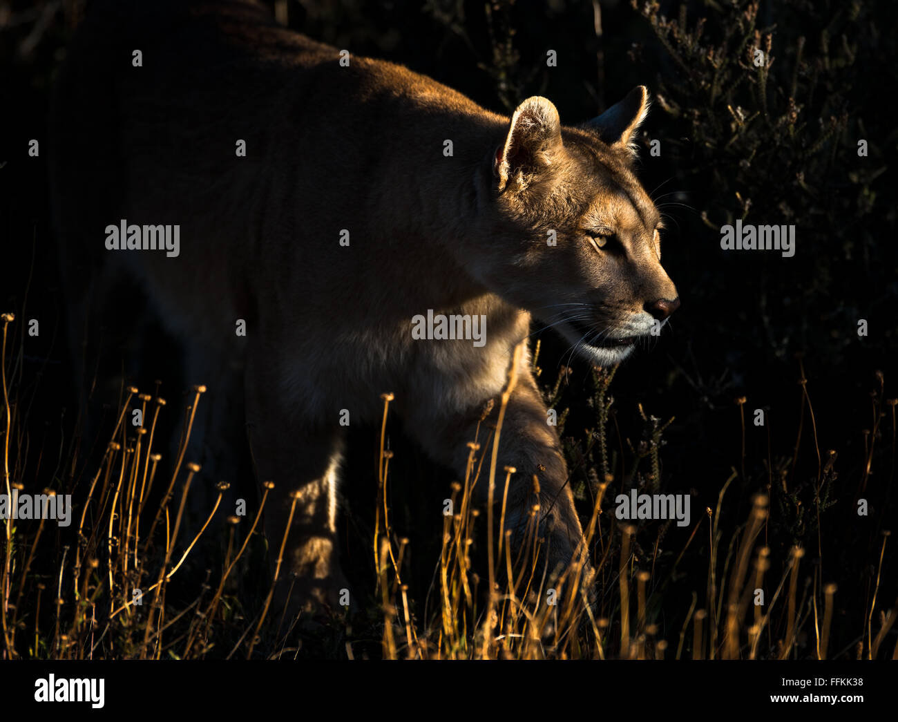 A wild Puma from Patagonia Stock Photo - Alamy