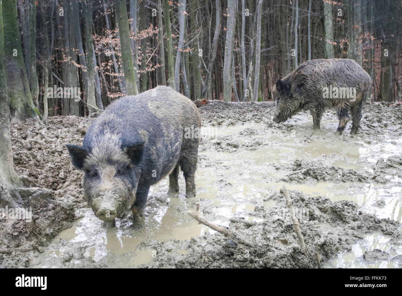 Grey hogs hi-res stock photography and images - Alamy