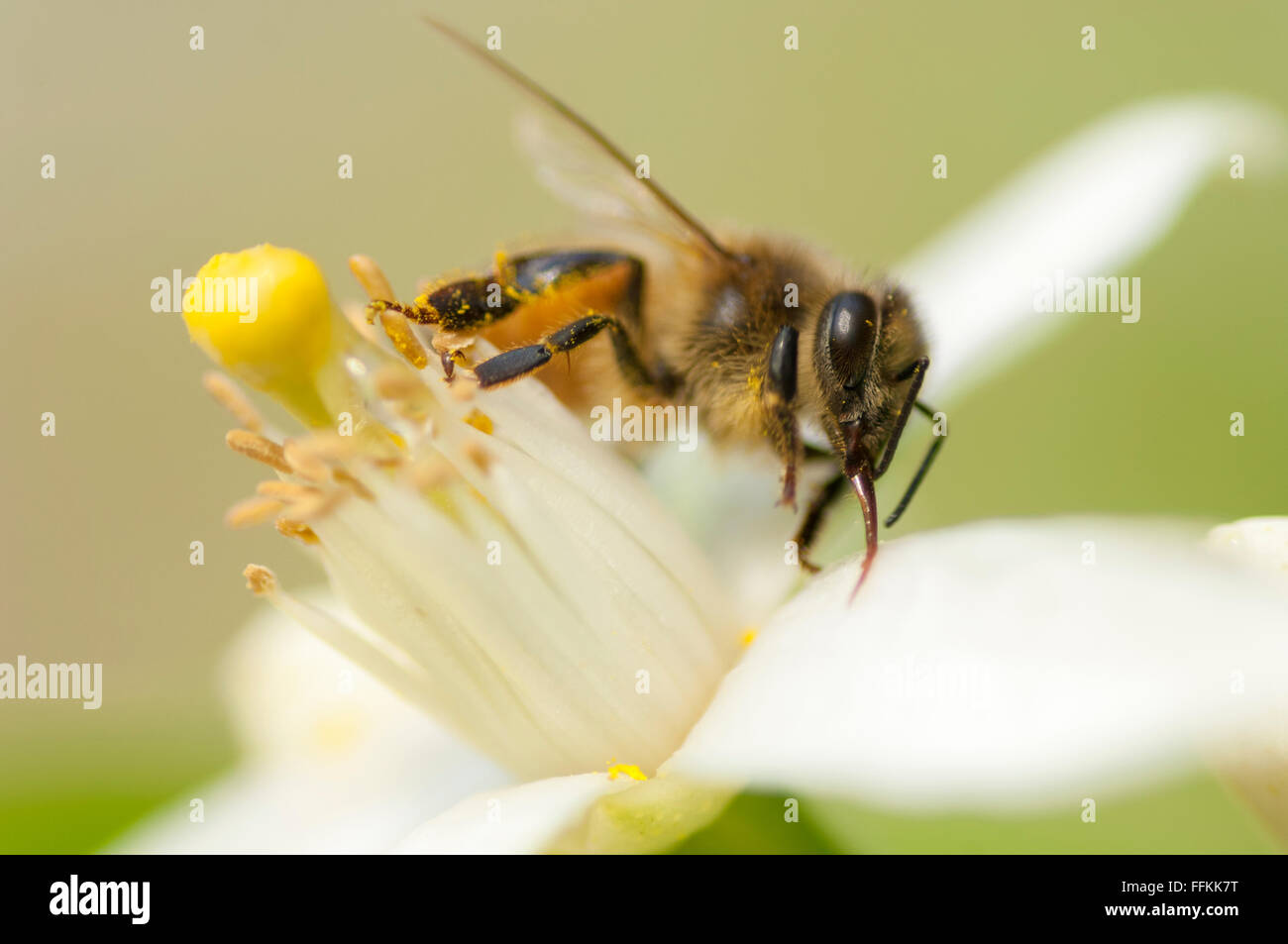 Pollinating flower fruit hi-res stock photography and images - Alamy