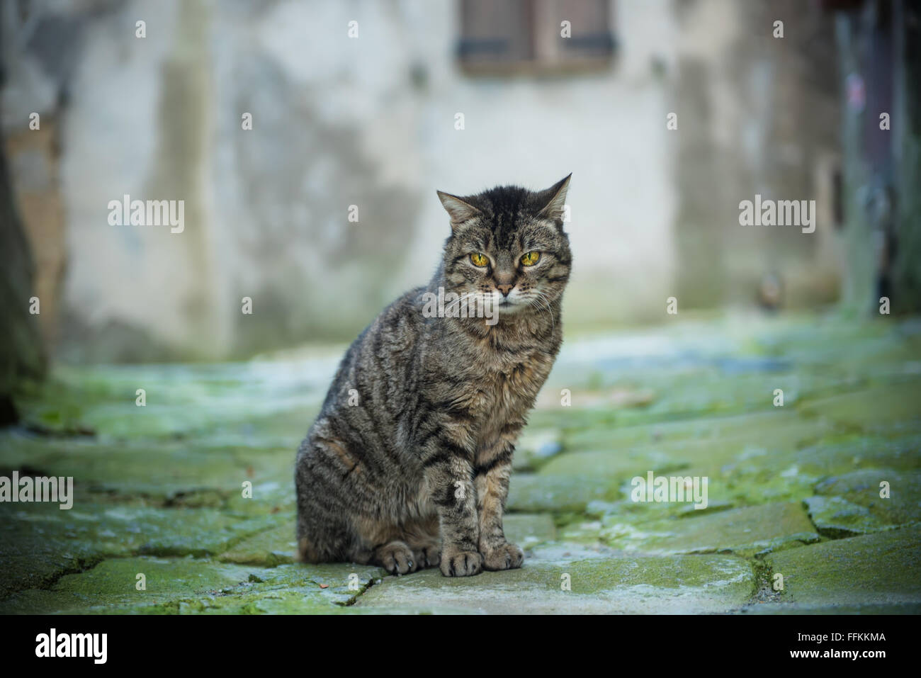 One eyed street cat hi-res stock photography and images - Alamy