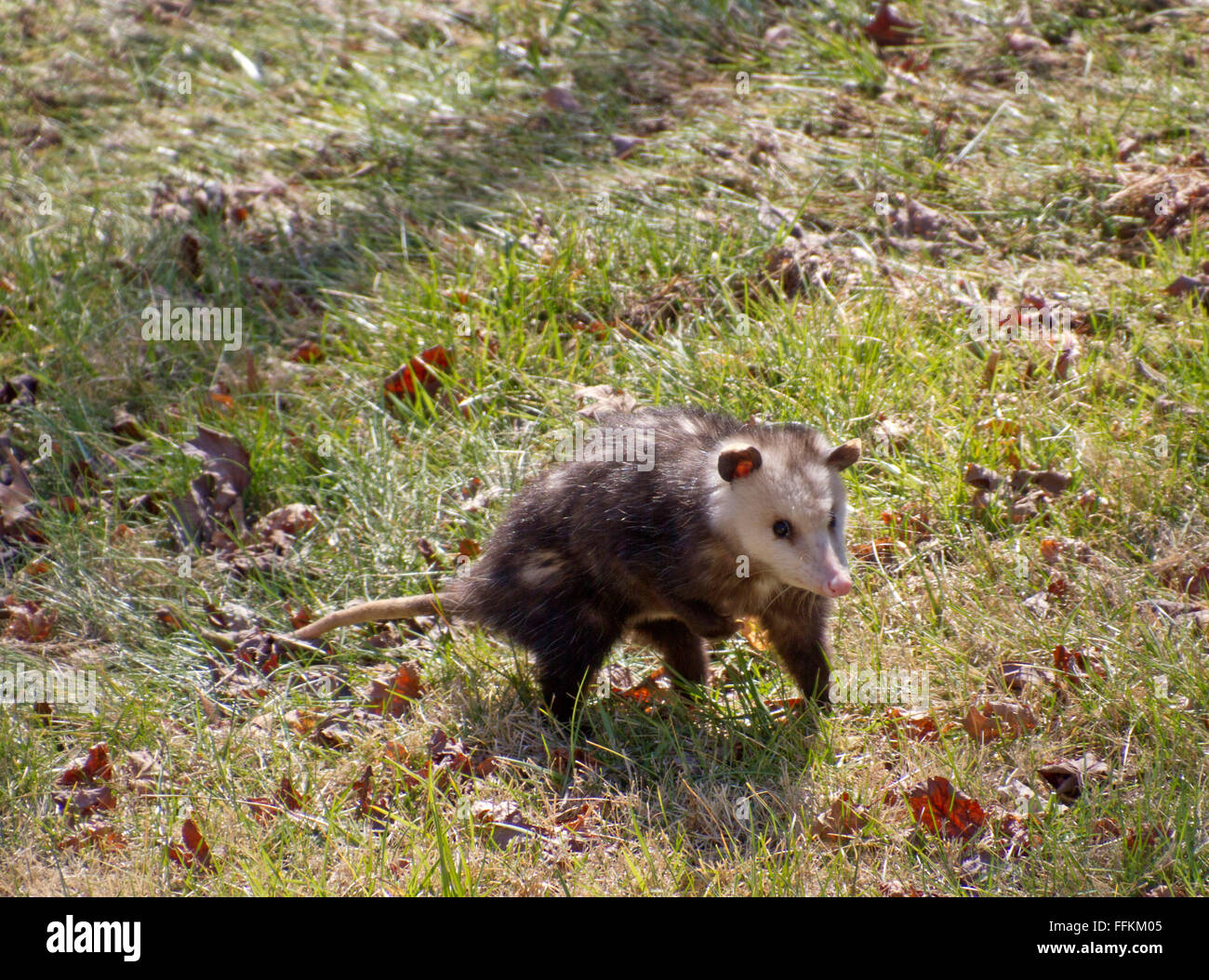 Opossum pouch hi-res stock photography and images - Alamy