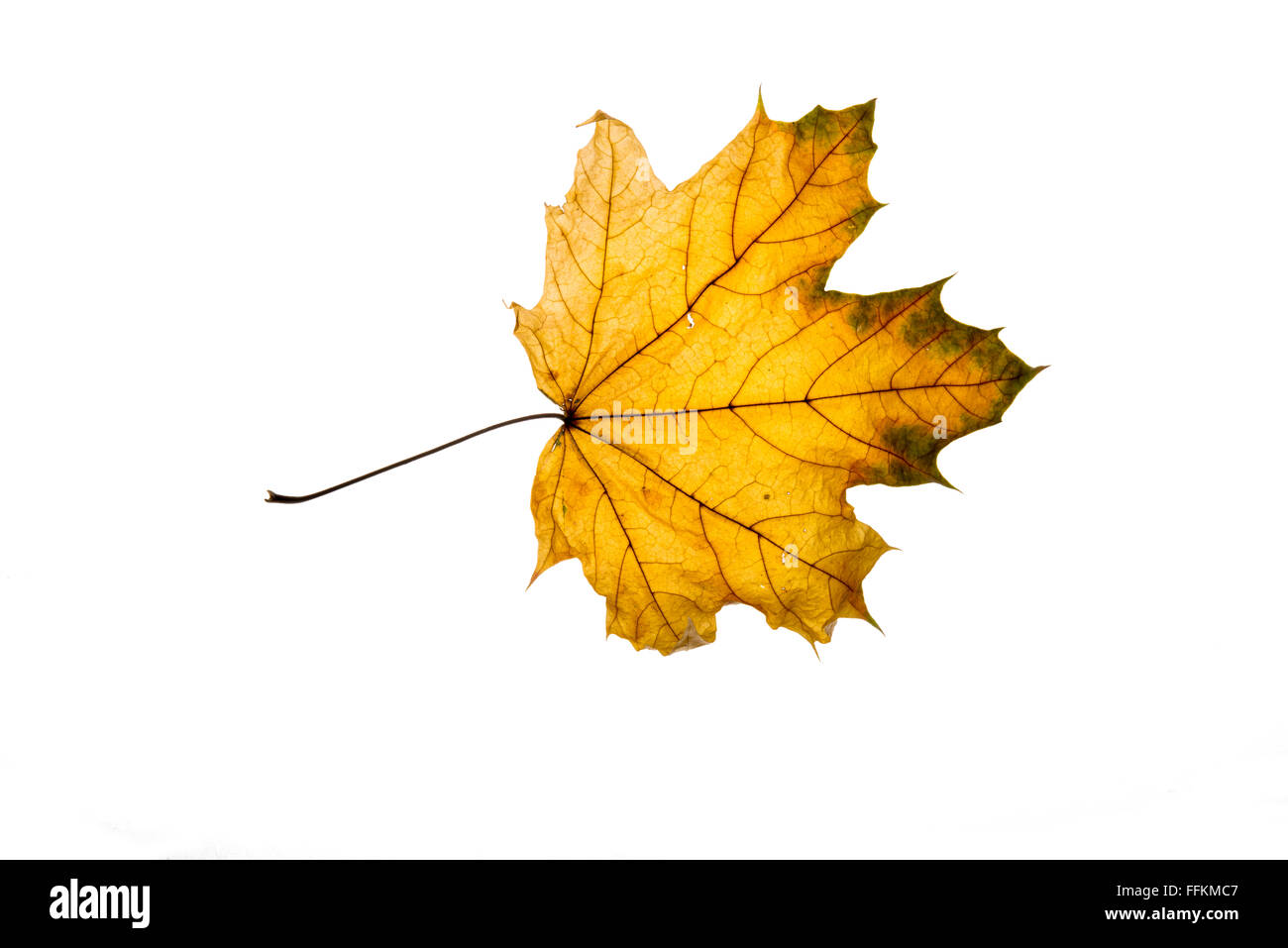 Autumn single leaf isolated on the white background Stock Photo - Alamy
