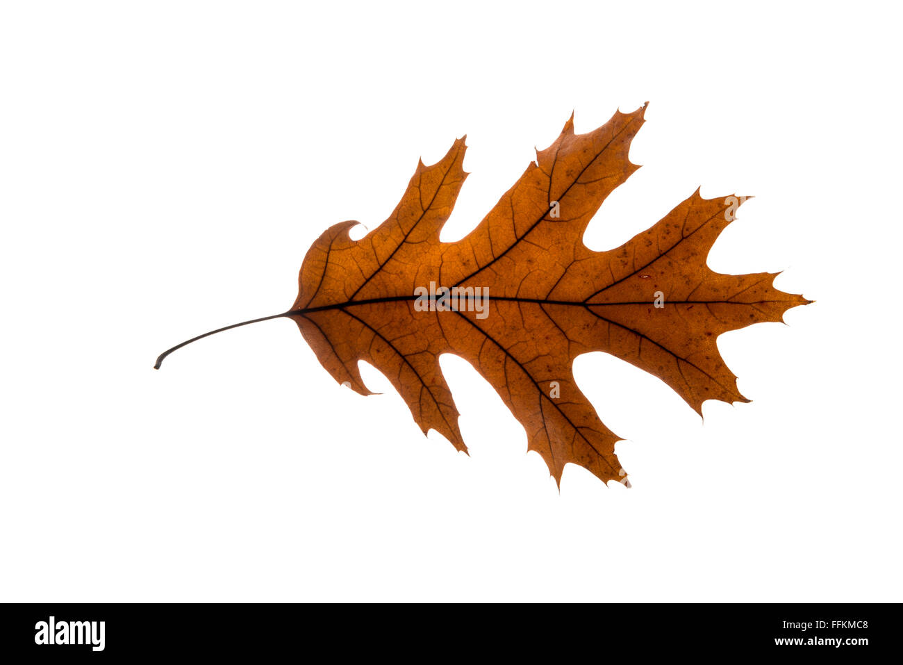 Autumn single leaf isolated on the white background Stock Photo - Alamy