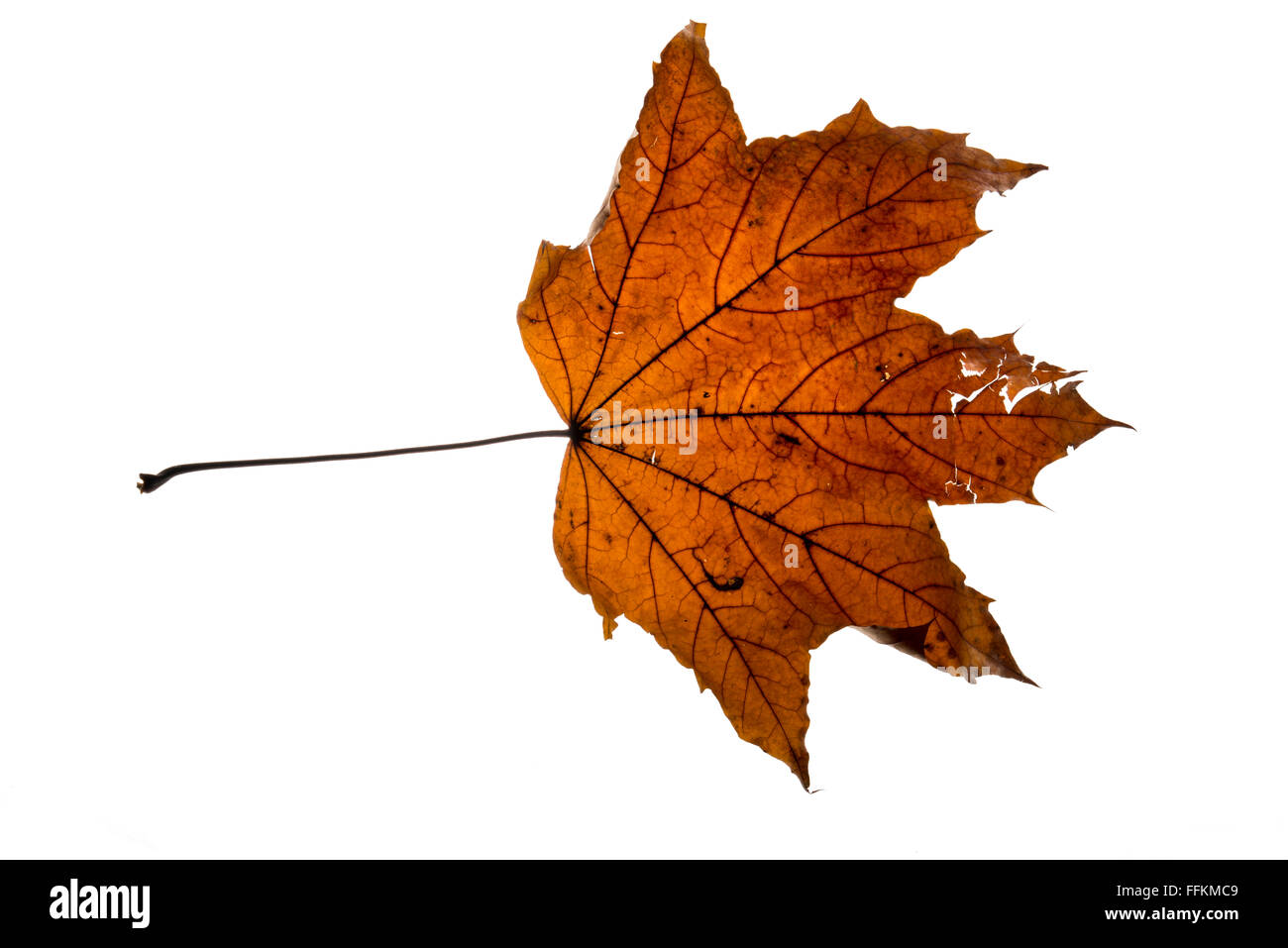 Autumn single leaf isolated on the white background Stock Photo - Alamy