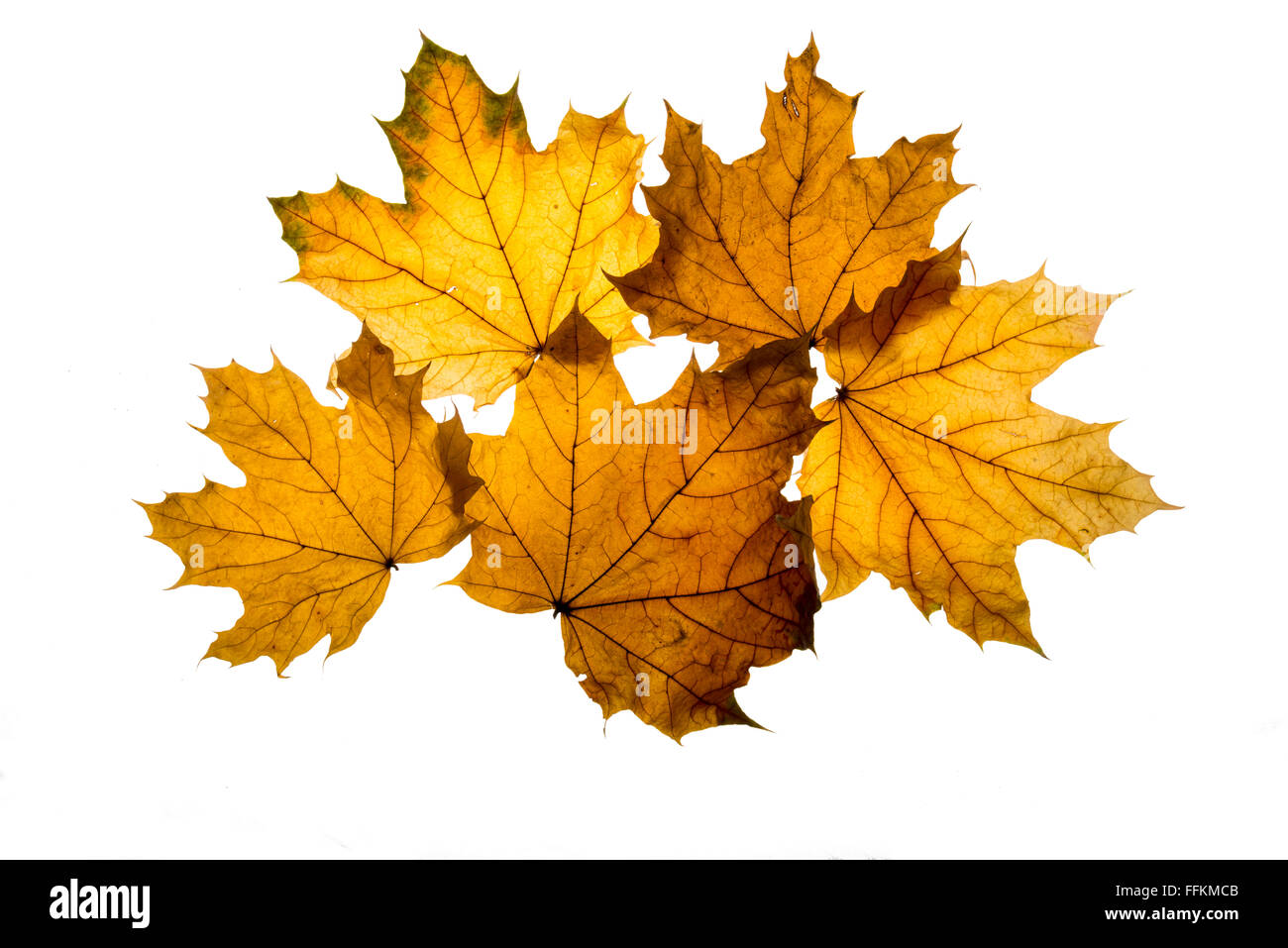 Autumn single leaf isolated on the white background Stock Photo - Alamy