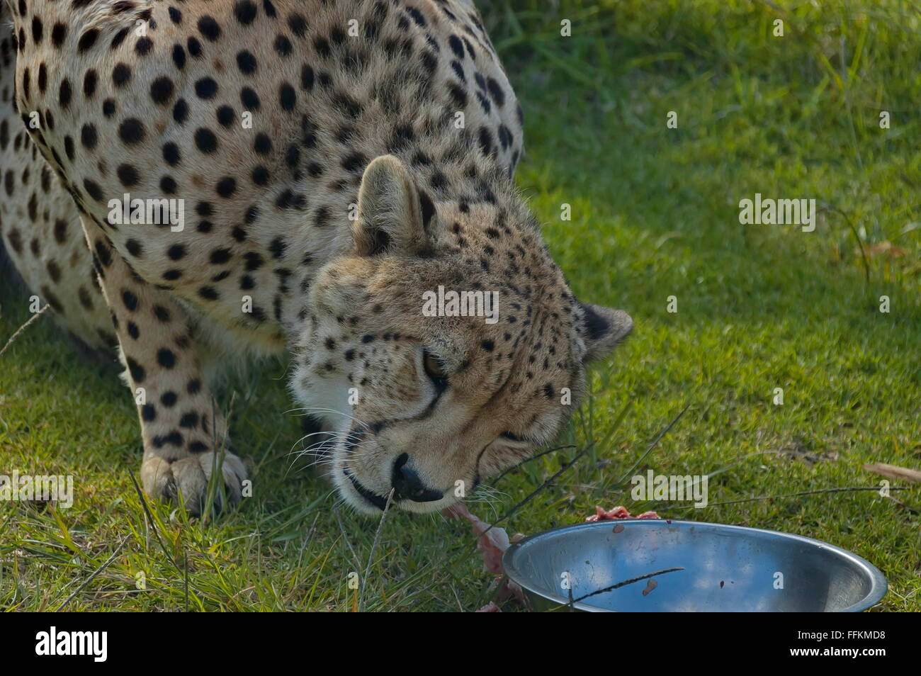 Cheetah eat raw meat with bone Stock Photo - Alamy