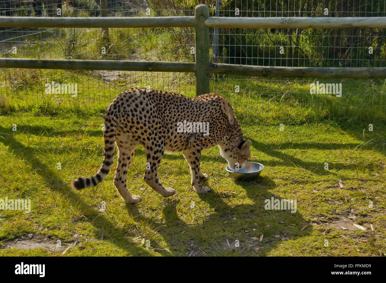 Cheetah predator hi-res stock photography and images - Alamy