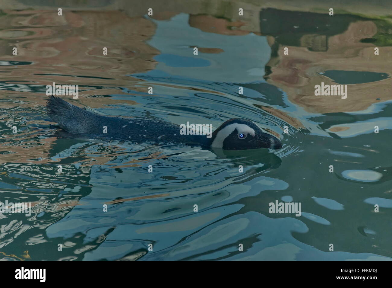 Penguin bath hi-res stock photography and images - Alamy