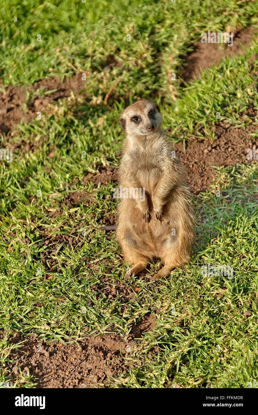 Meerkat Pose High Resolution Stock Photography and Images - Alamy