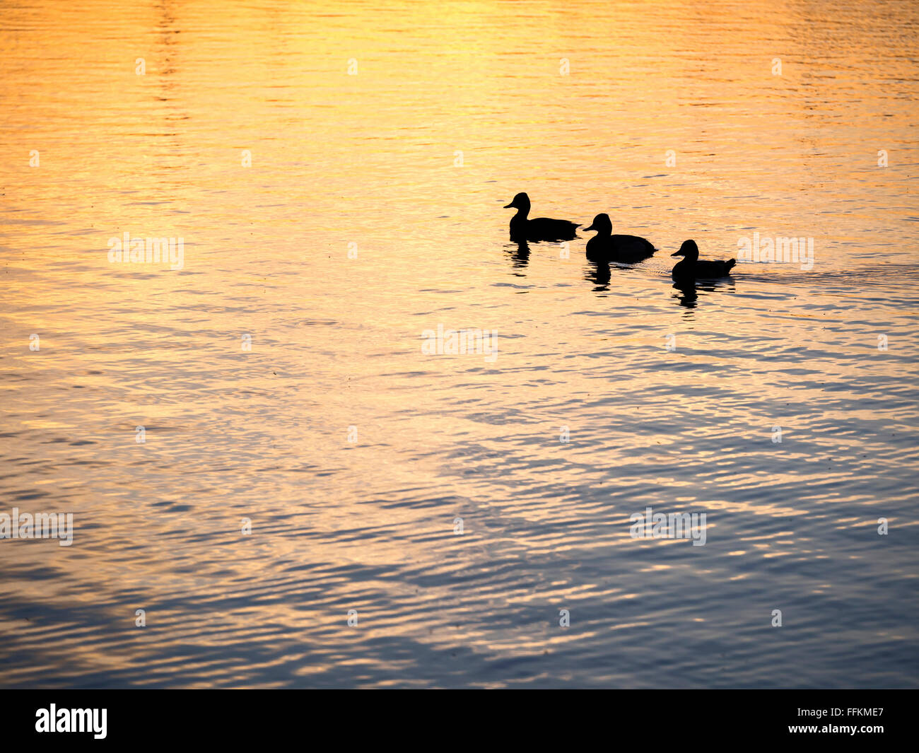 Lake Sunset Duck Ducks Swimming In A Lake Photo – Free Animal Image