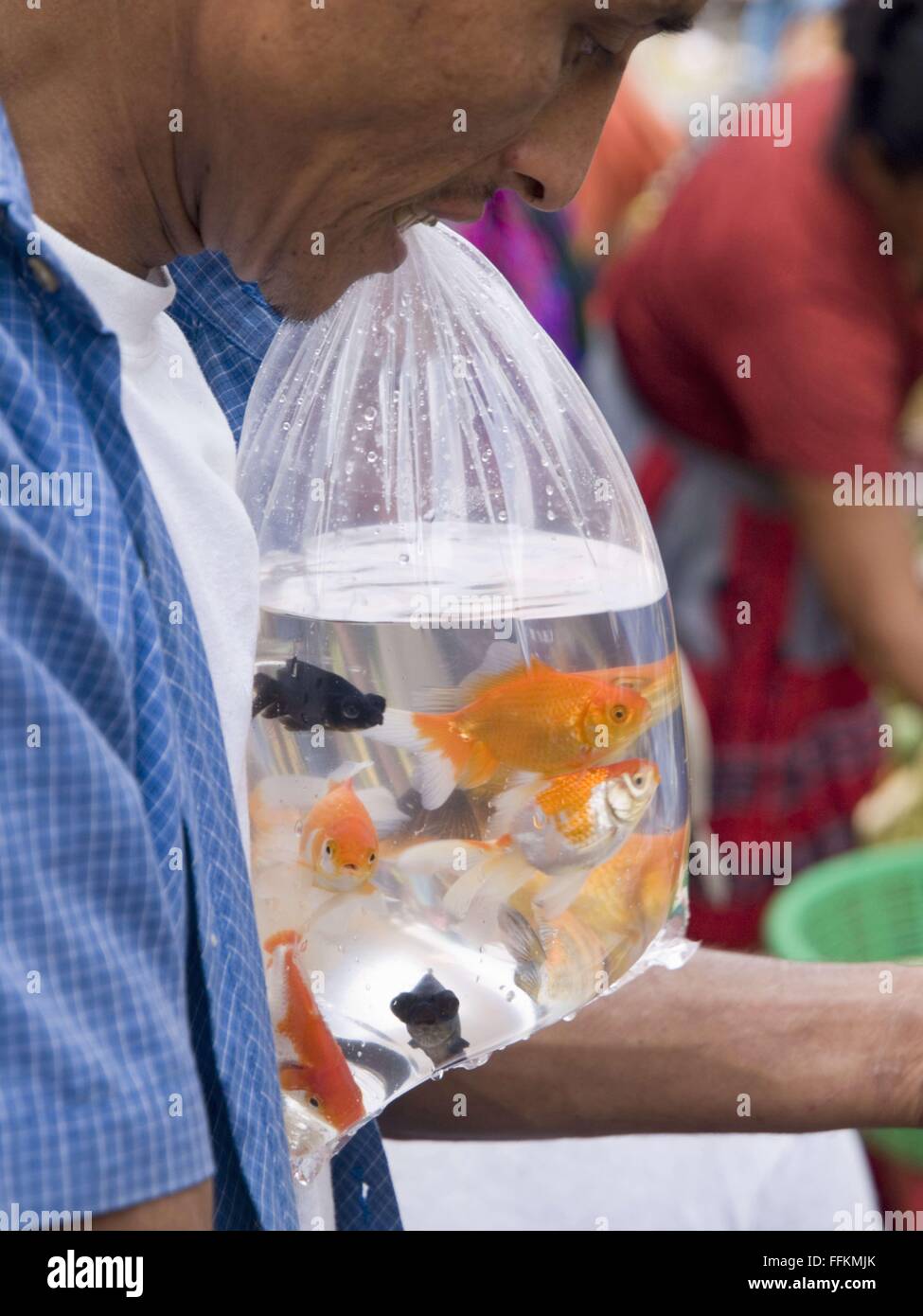 Feb. 17, 2013 - Antigua, Sacatepez, Guatemala - Gold fish seller in ...