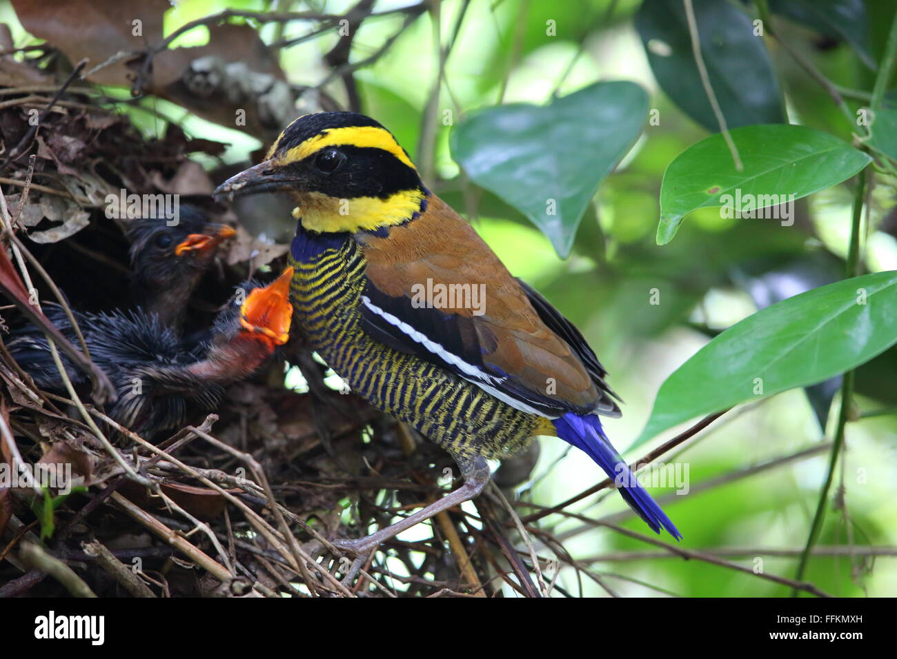 Banded pitta pitta guajana male hi-res stock photography and images - Alamy