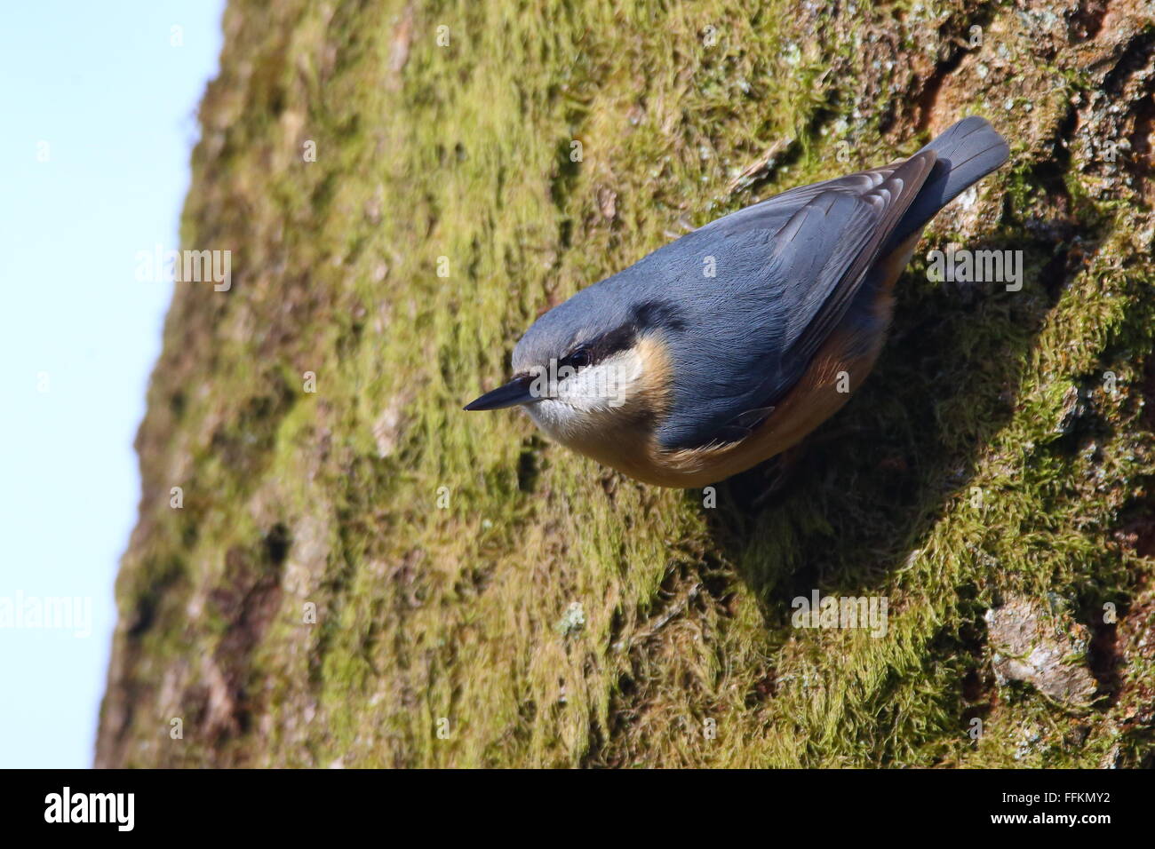 Nuthatch at cannop ponds hi-res stock photography and images - Alamy