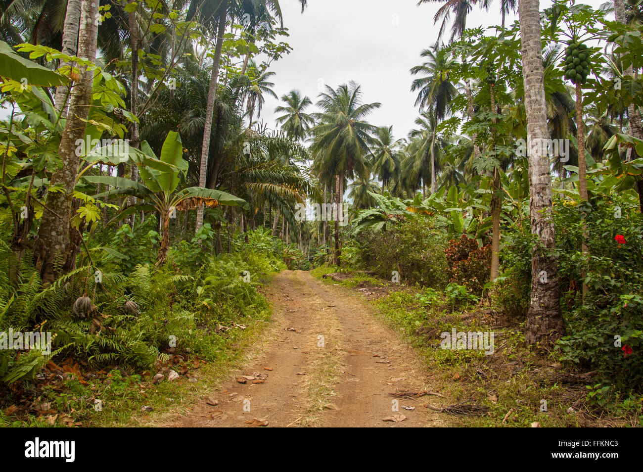 Tropical forest africa hi-res stock photography and images - Alamy