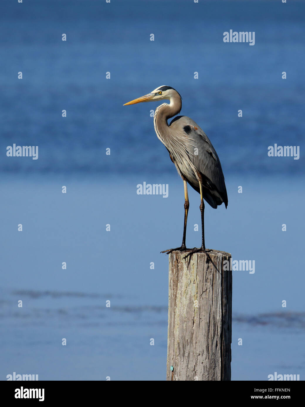 Great blue heron standing on hi-res stock photography and images - Alamy