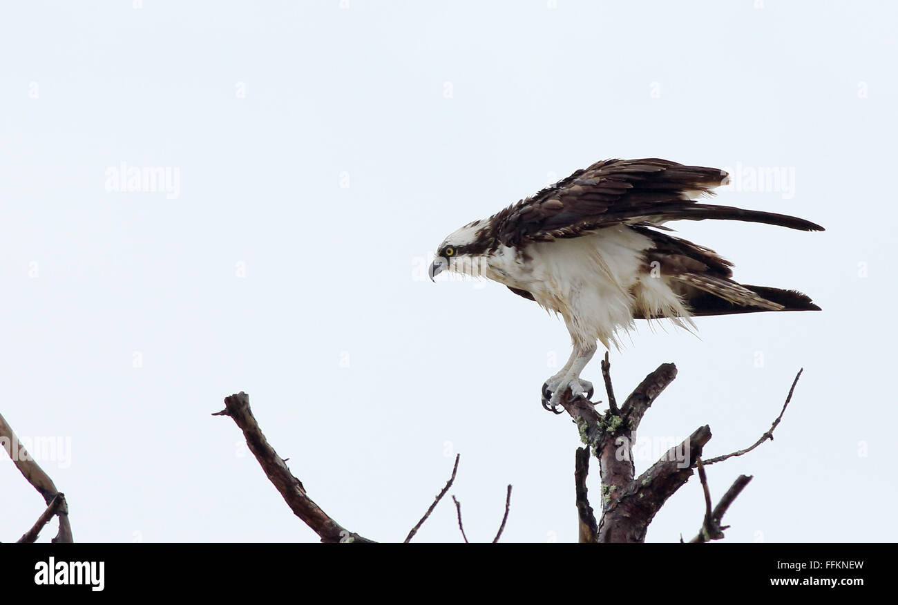 Ocean osprey hi-res stock photography and images - Alamy