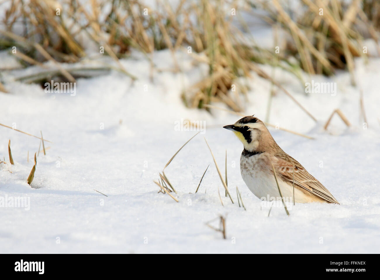 Field lark hi-res stock photography and images - Alamy