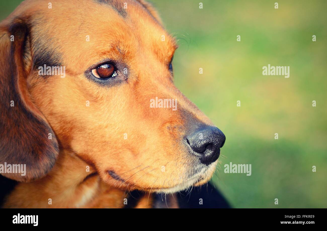 Closeup head portrait of Beagle dog on a green background Stock Photo ...