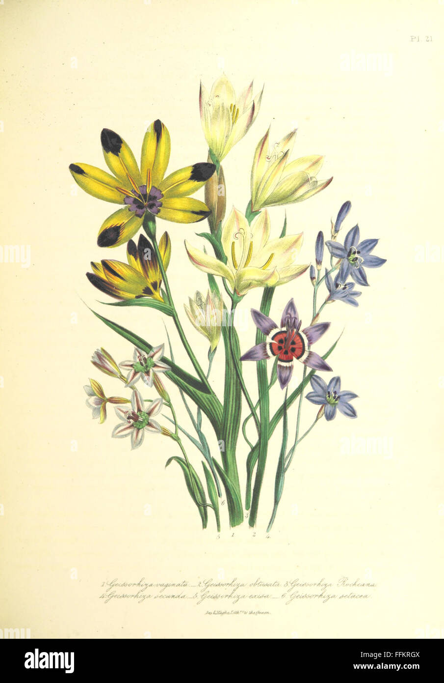 This botanical guide focuses on ornamental bulbous plants suitable for ...