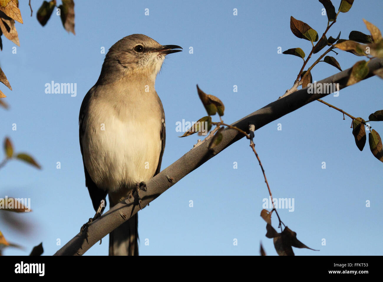 A Northern Mockingbird calling Stock Photo - Alamy