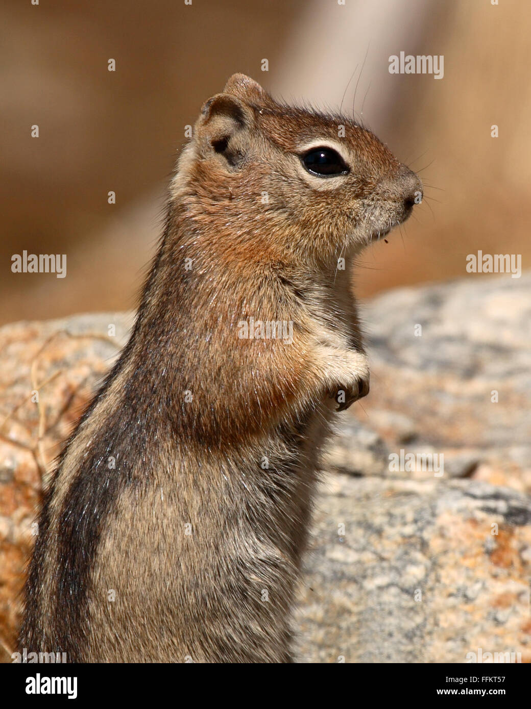 Look a squirrel hi-res stock photography and images - Alamy