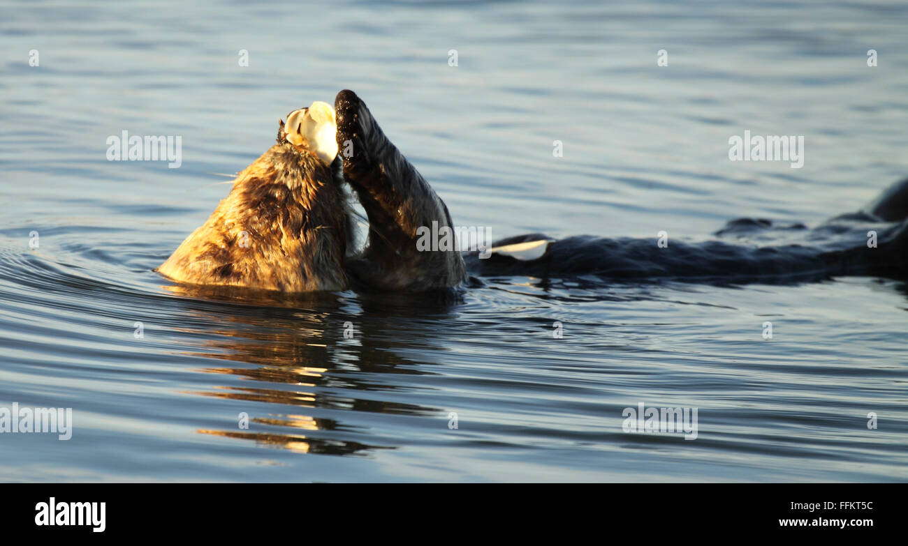 Sea otter clam hi-res stock photography and images - Alamy