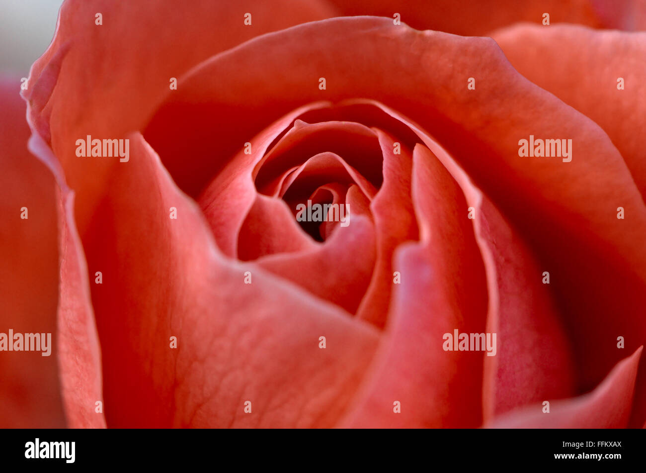 Rose botanic hi-res stock photography and images - Alamy