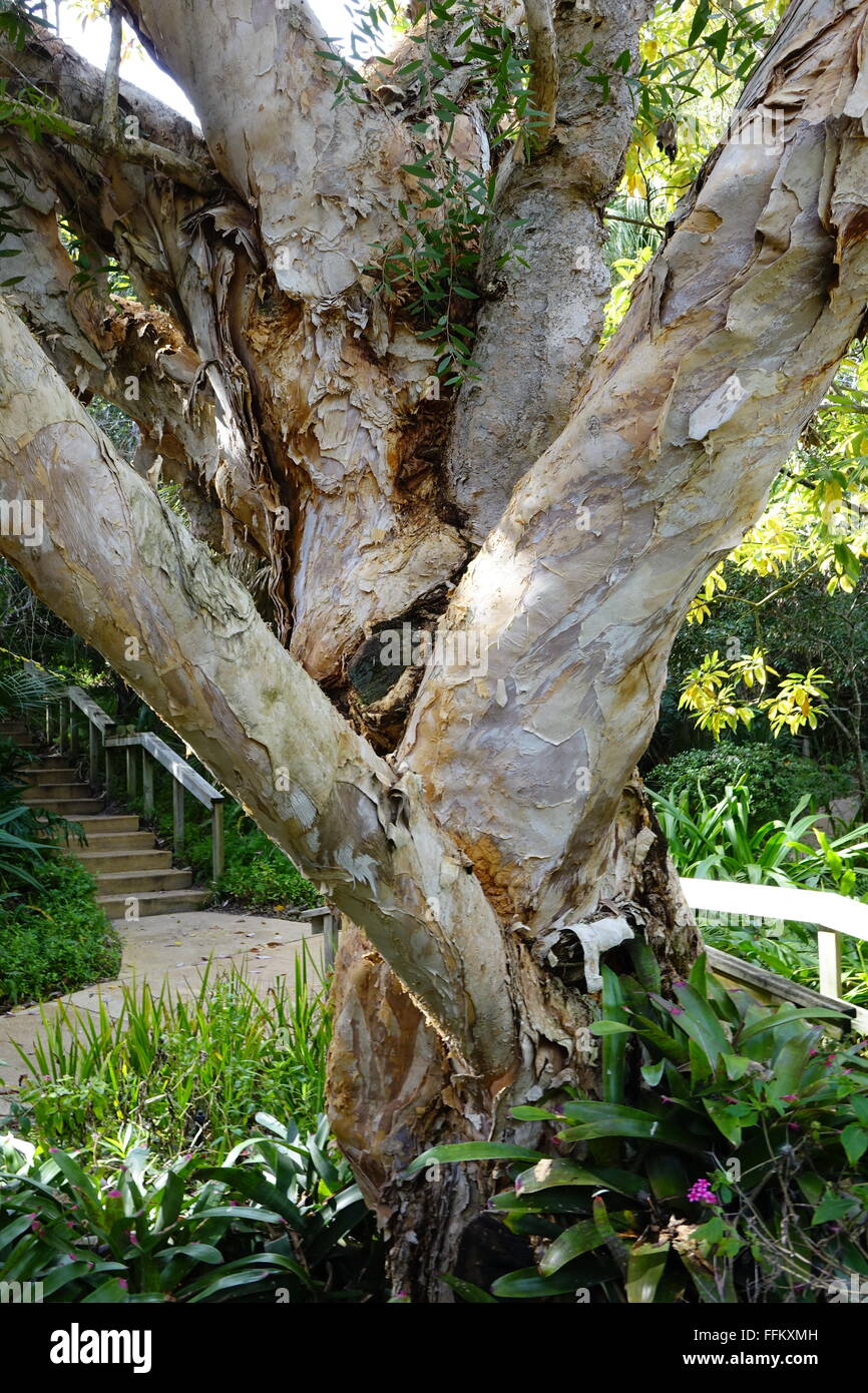 Paperbark tree hi-res stock photography and images - Alamy