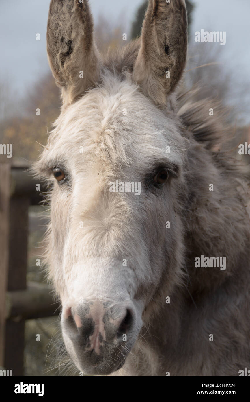 Grey donkey hi-res stock photography and images - Alamy