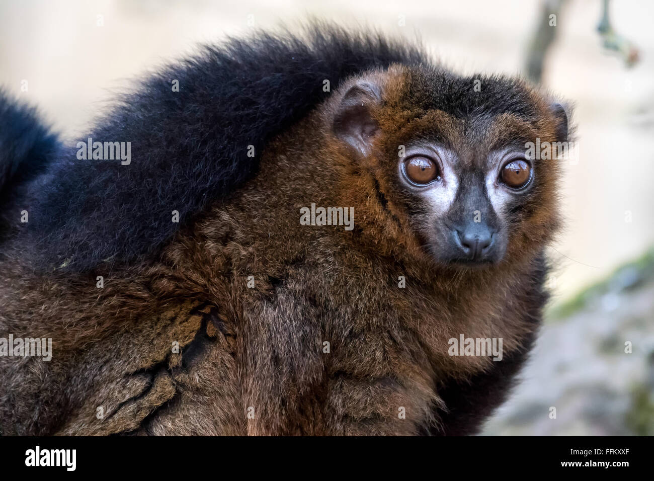 Endangered black lemur eulemur hi-res stock photography and images - Alamy
