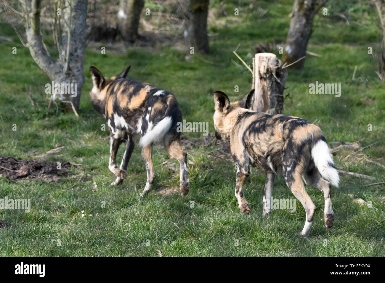African Wild dog (Lycaon pictus Stock Photo - Alamy