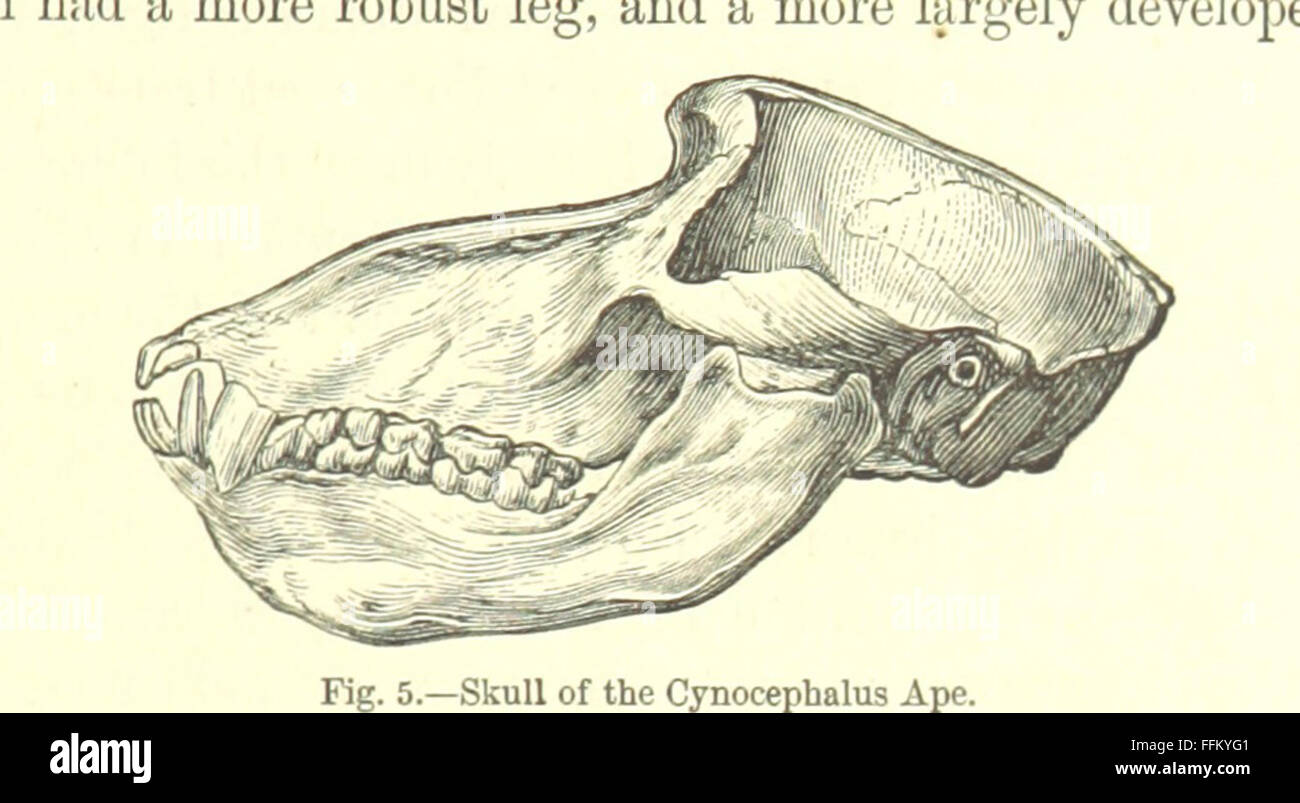 This revised translation of the French work 'Primitive Man' explores ...