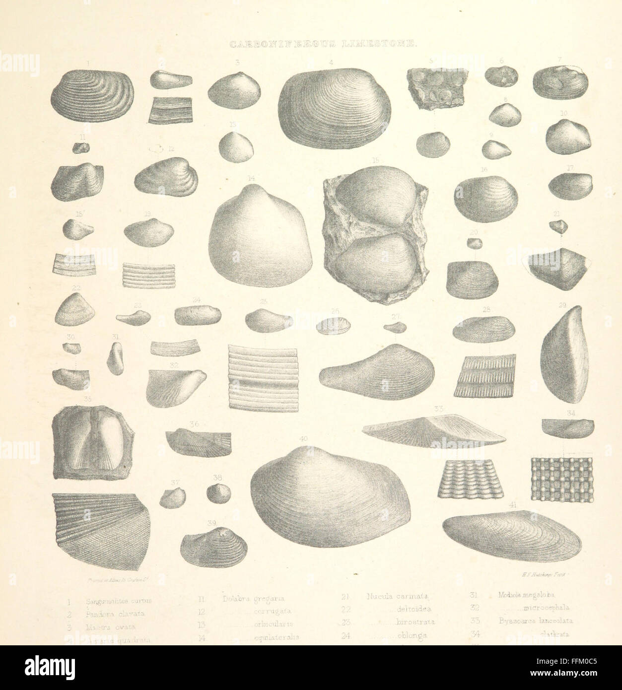 This work provides a detailed synopsis of the Carboniferous limestone ...