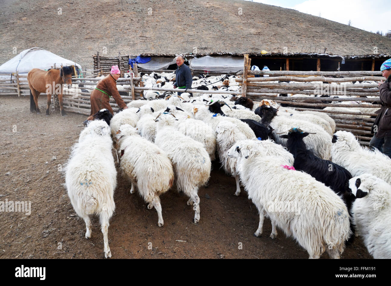 Nomadic sheep herd mongolia hi-res stock photography and images - Alamy