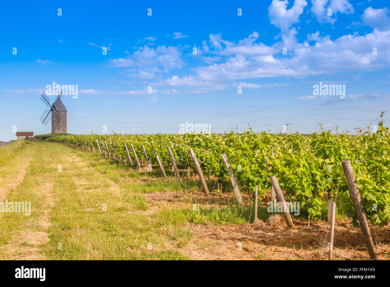 Bordeaux vineyard with Windmill Stock Photo - Alamy