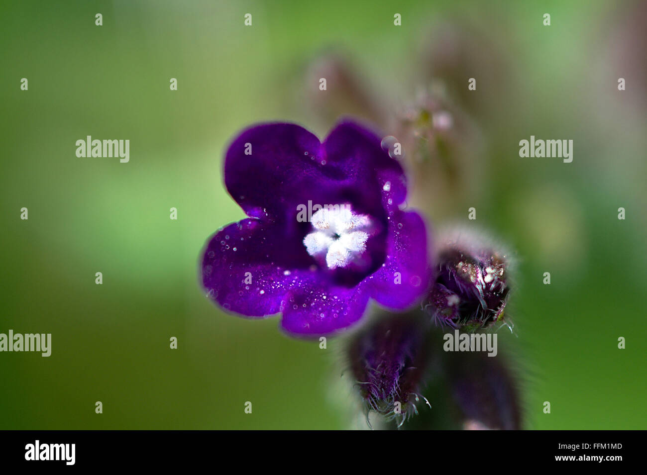 a little Viola Stock Photo - Alamy