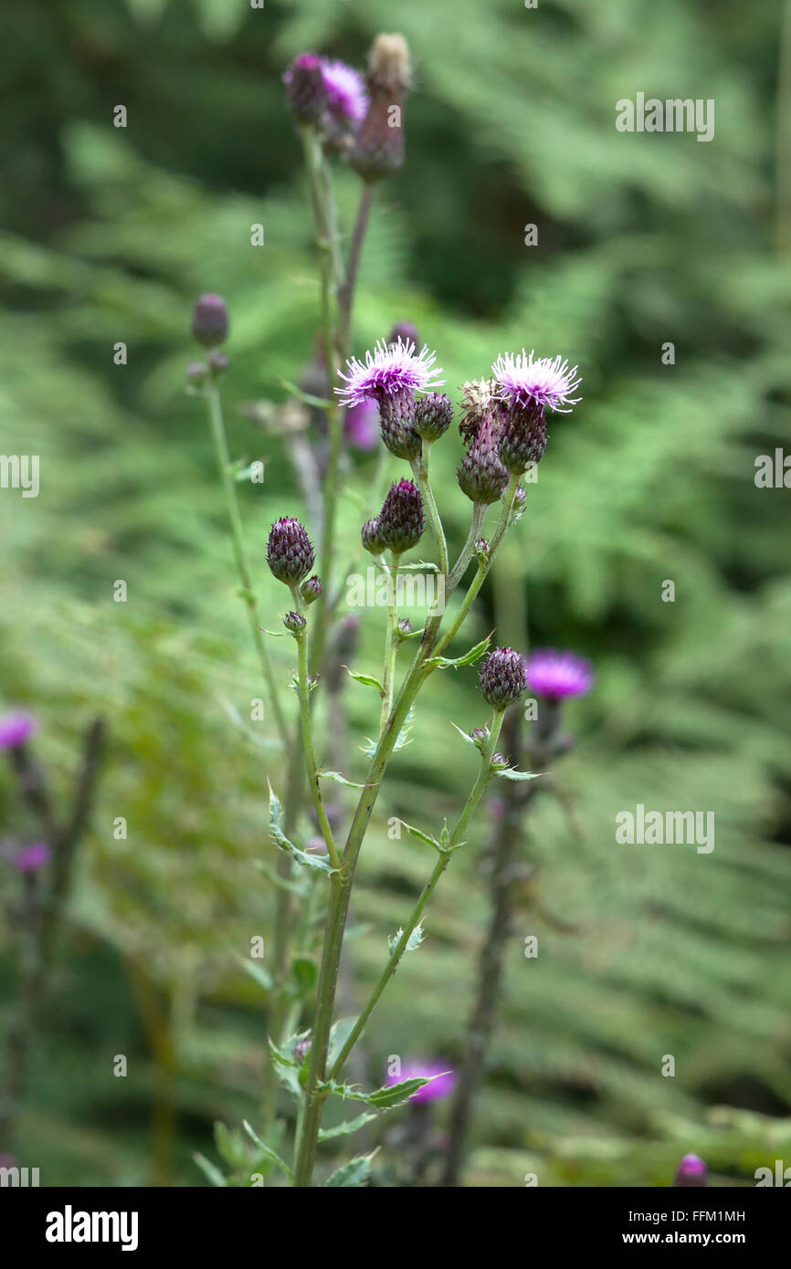 Closeup thistle hi-res stock photography and images - Alamy