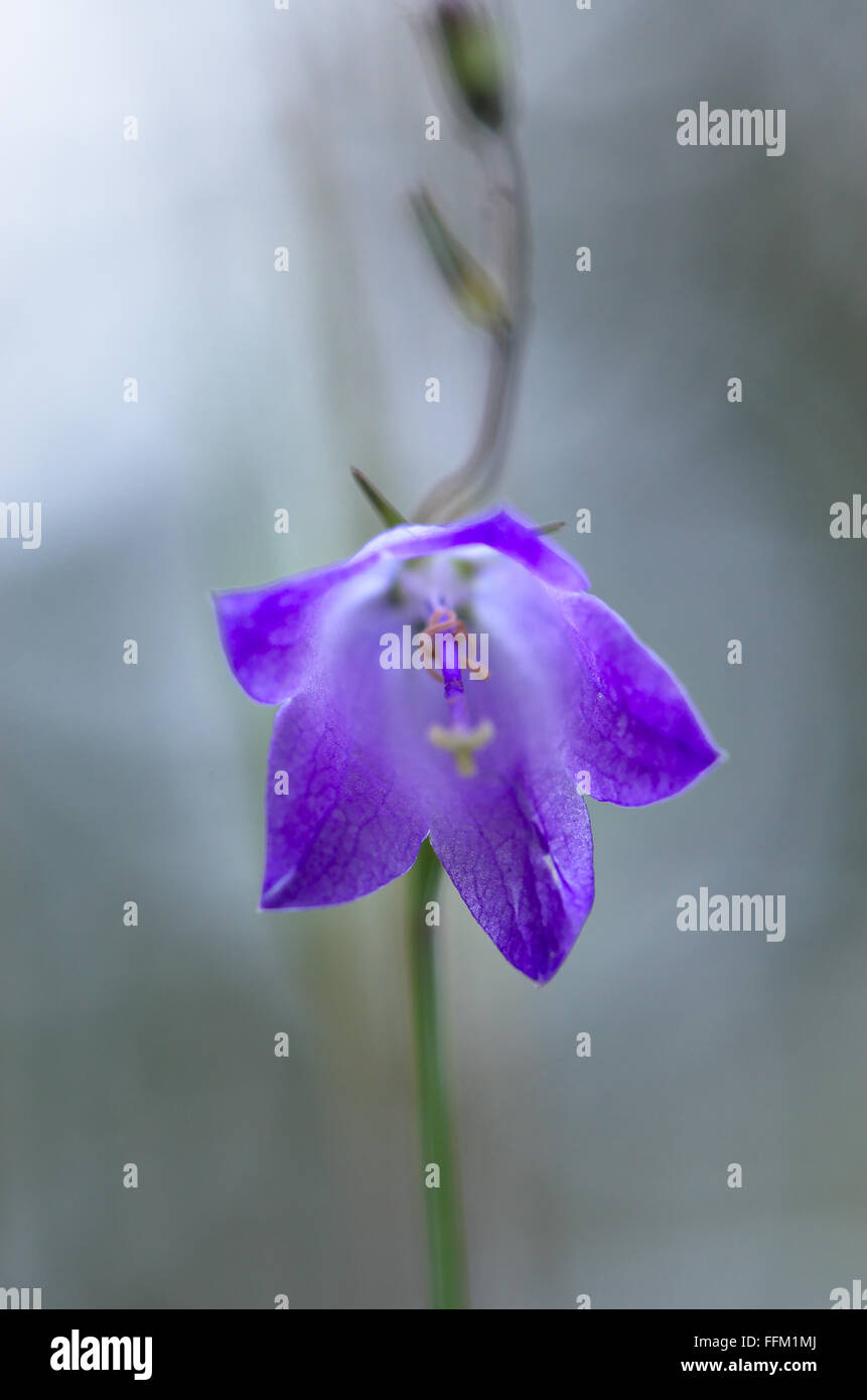 Bell Flower - Campanula Stock Photo - Alamy