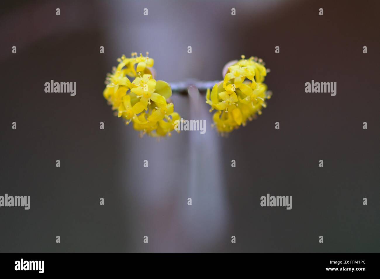 Cornelian cherry (Cornus mas) in flower. A dogwood in the family ...