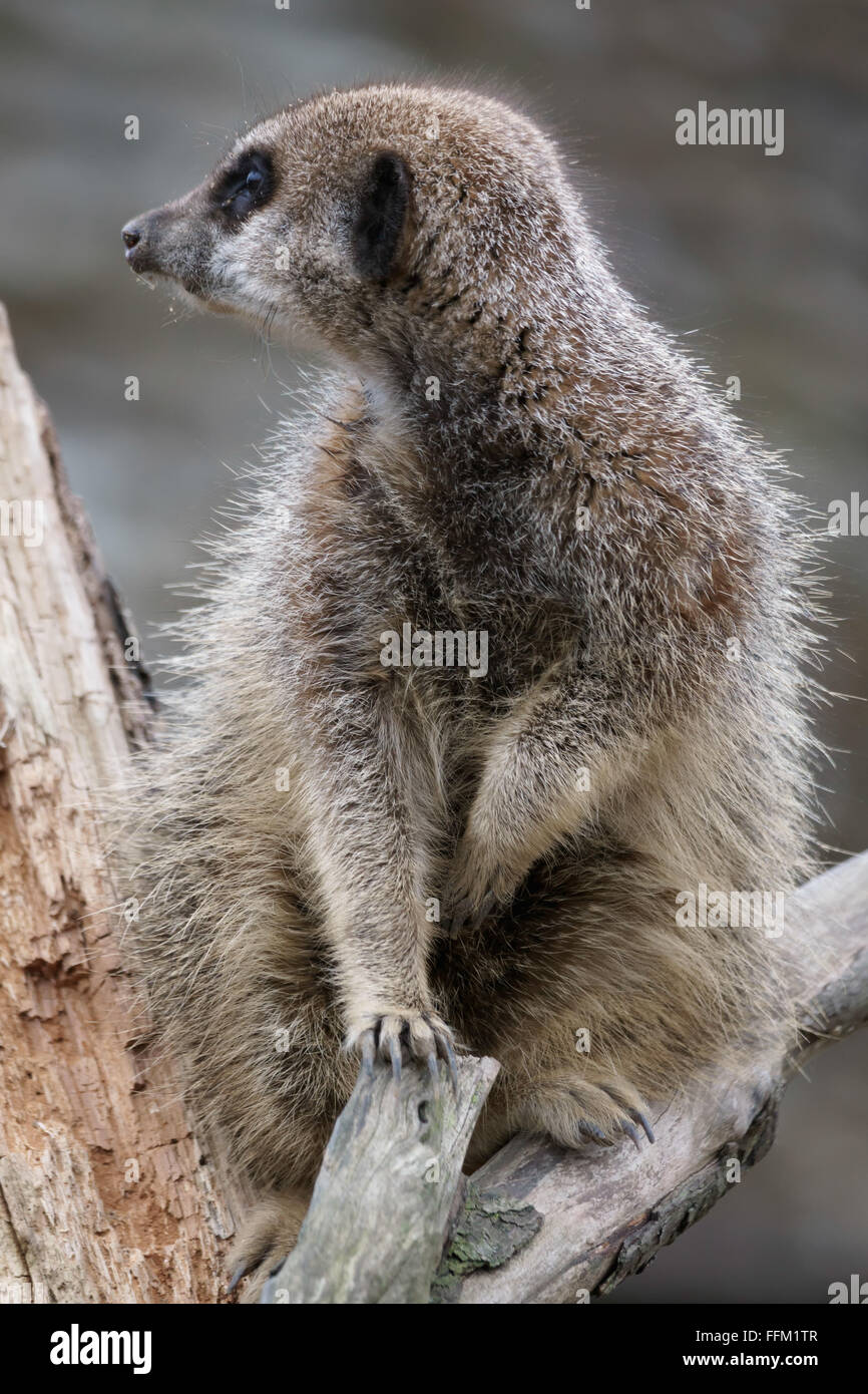 Slender-tailed Meerkat (Suricatta suricatta Stock Photo - Alamy