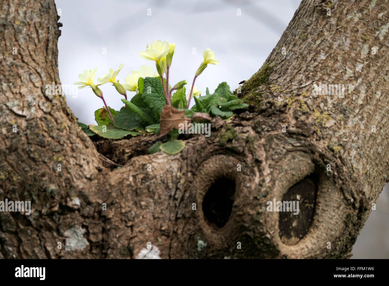 Primula vulgaris growing on a tree Stock Photo - Alamy