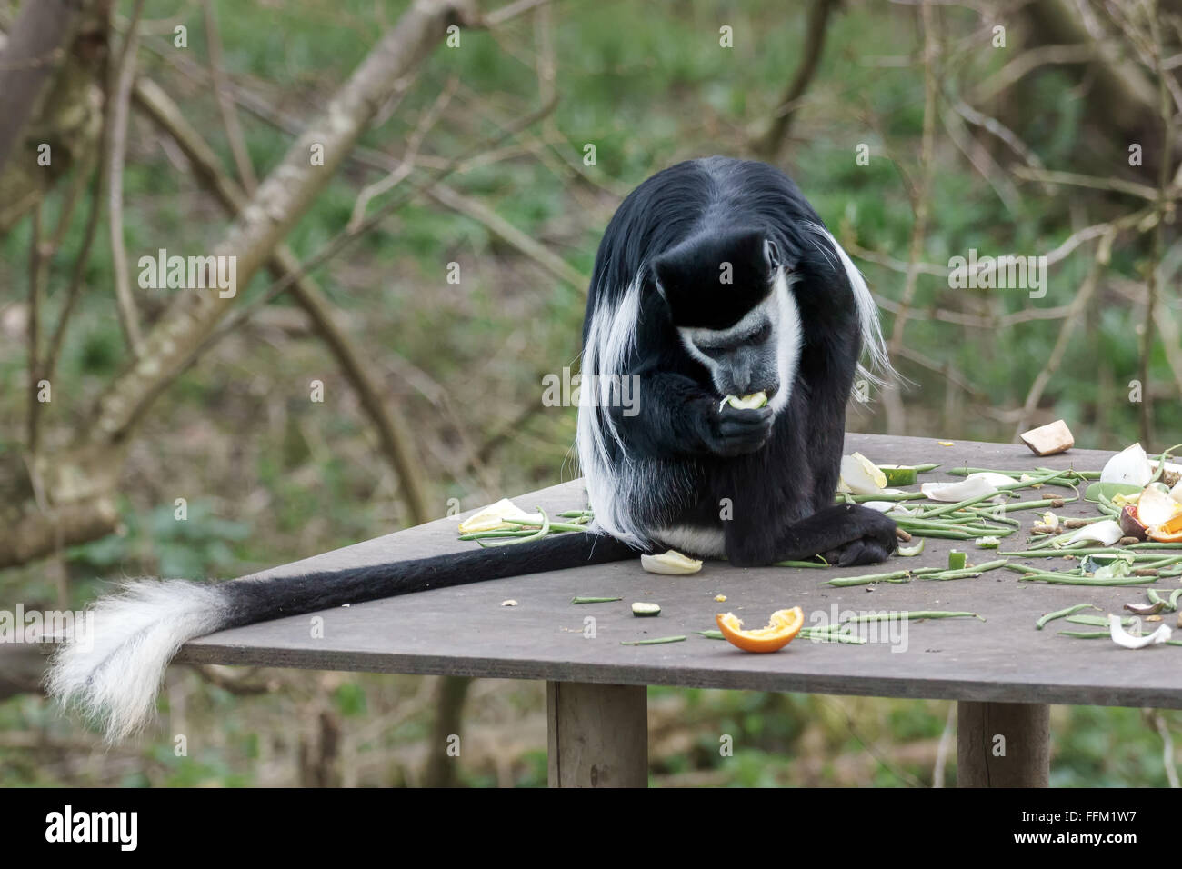 Angolan black and white colobus hi-res stock photography and images - Alamy