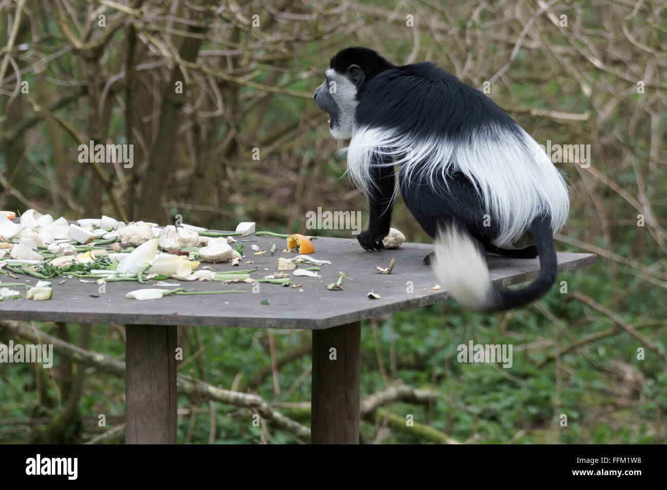 Black and White Colobus (Colubus Stock Photo - Alamy