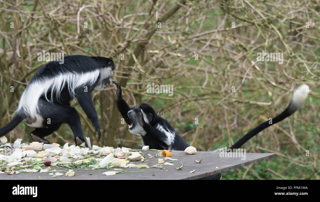 Black and White Colobus (Colubus Stock Photo - Alamy