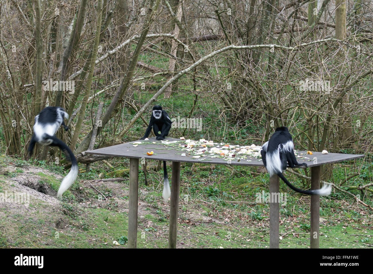 Black and White Colobus (Colubus Stock Photo - Alamy