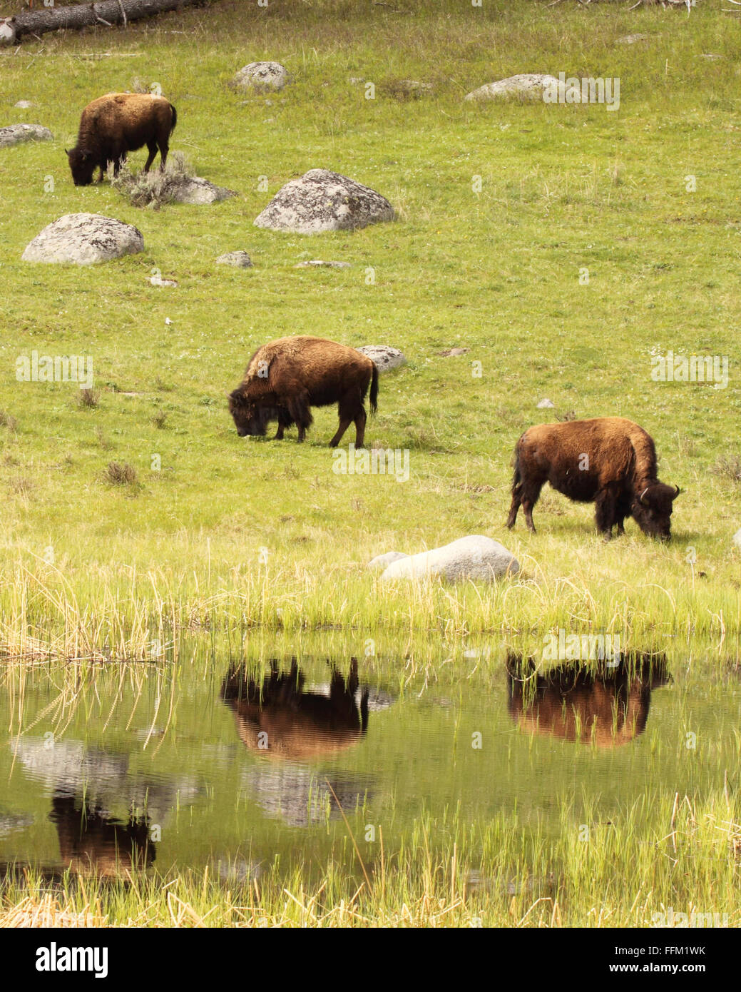 American bison herd hi-res stock photography and images - Alamy