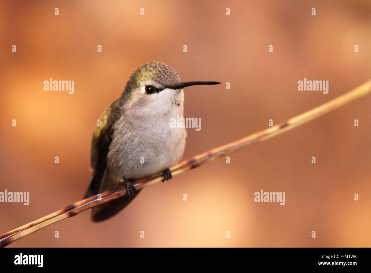 A female Costa's Hummingbird Stock Photo - Alamy