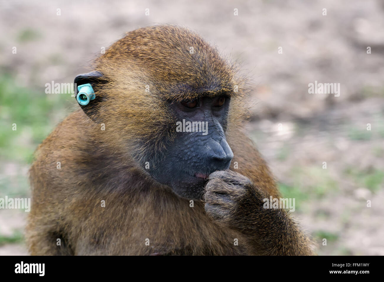 Golden baboon hi-res stock photography and images - Alamy
